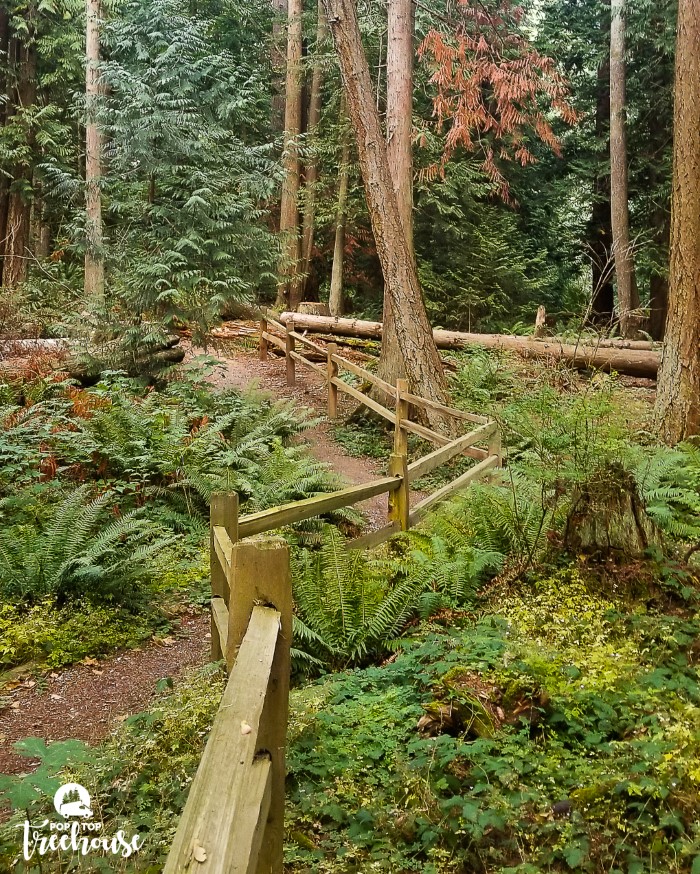 Forest Bathing: Eco-Meditation for the Soul - Poptop Tree House