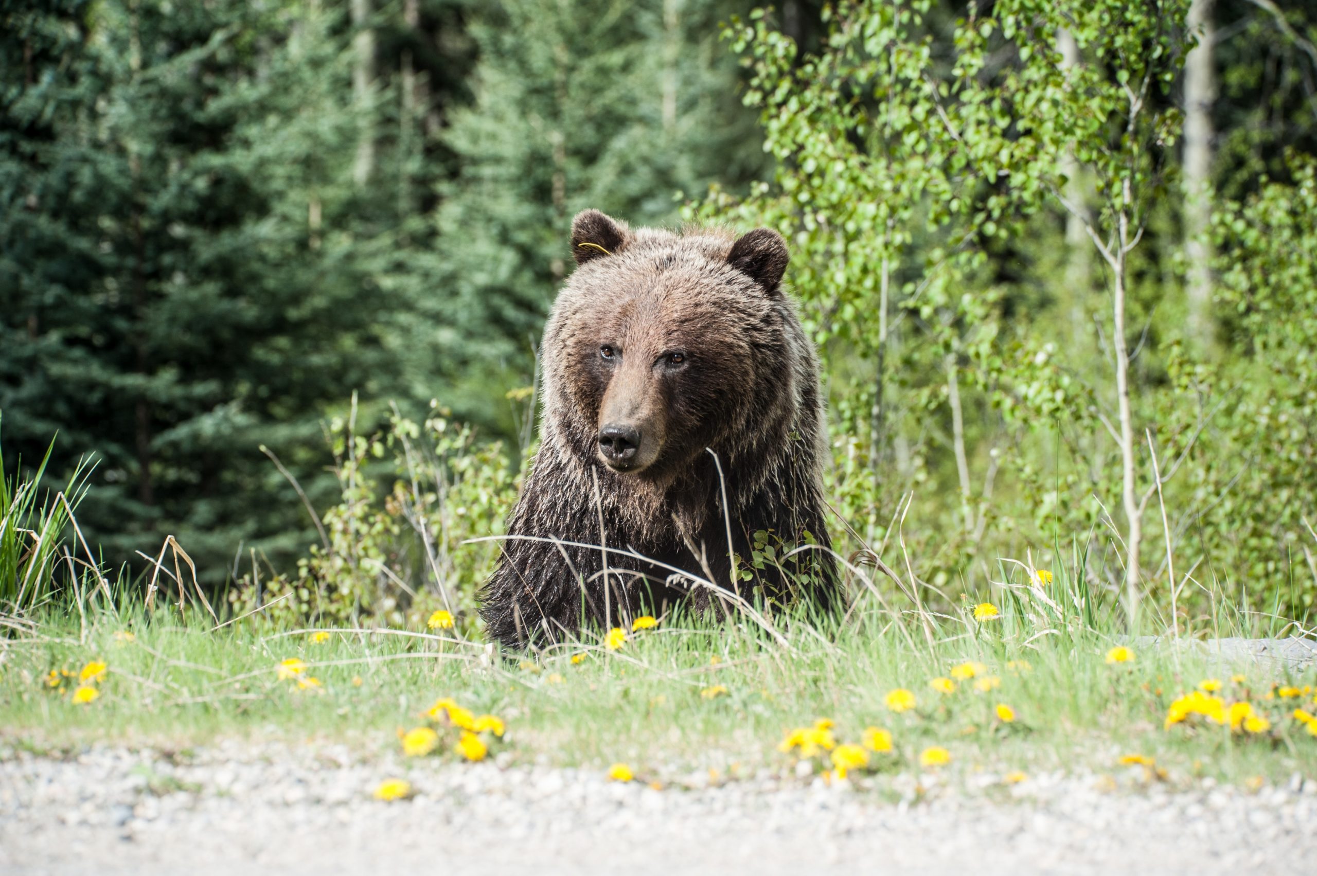 How to Practice Bear Safety While Camping - Poptop Tree House
