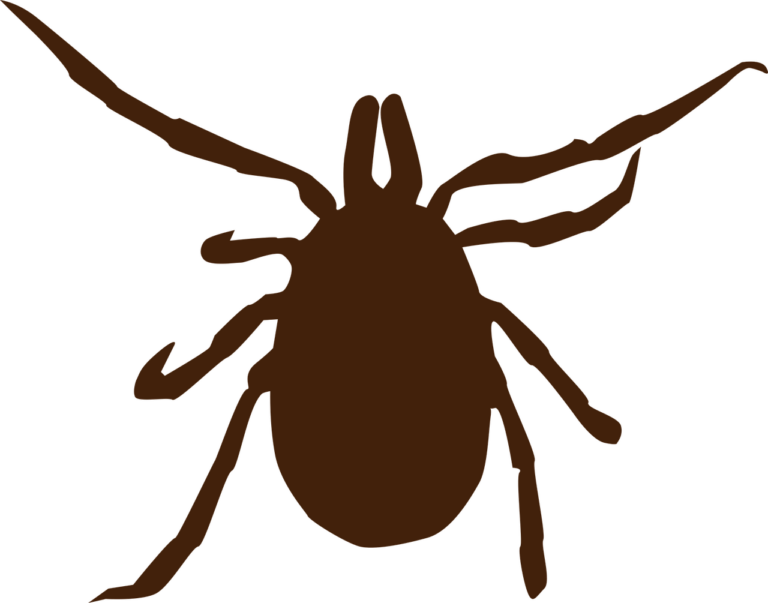 Tick Safety: How to Avoid Tick Bites in the Woods - Poptop Tree House